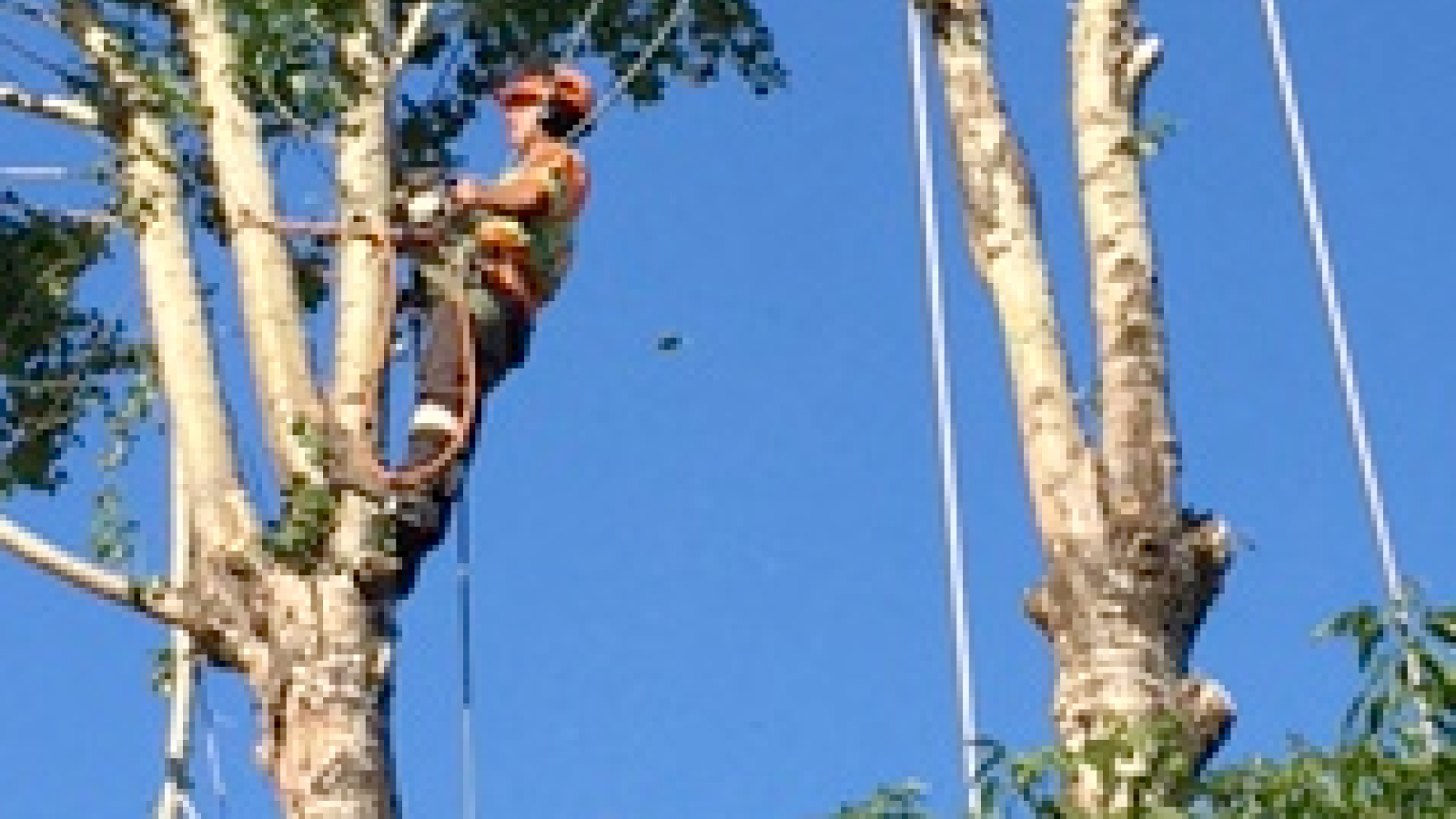 ASAP Tree And Stump - Gallery