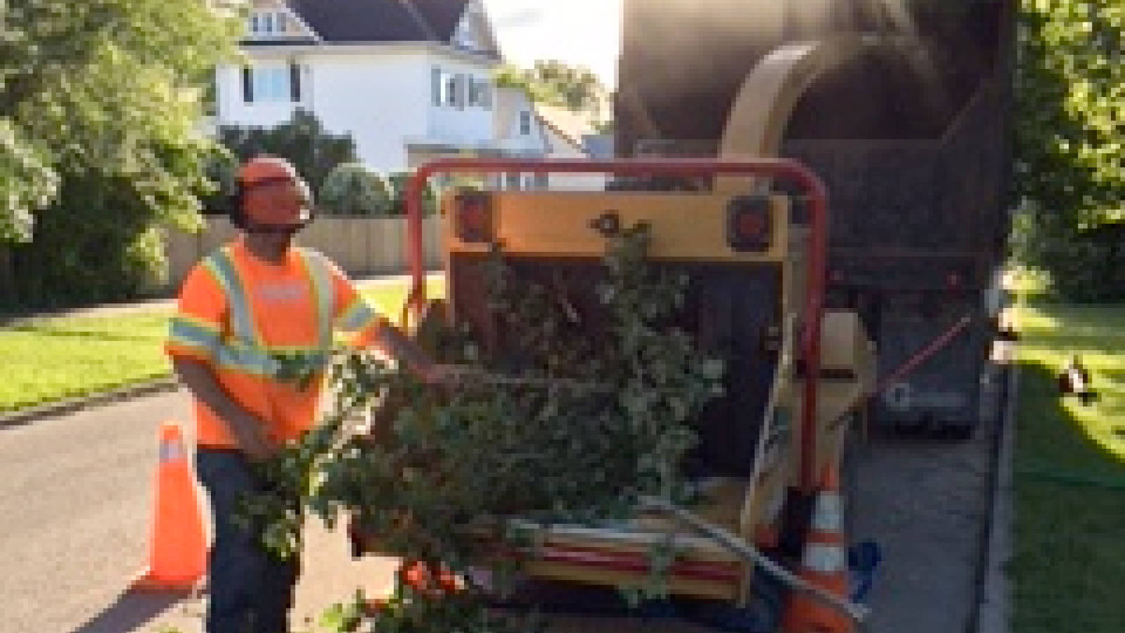 ASAP Tree And Stump - Gallery