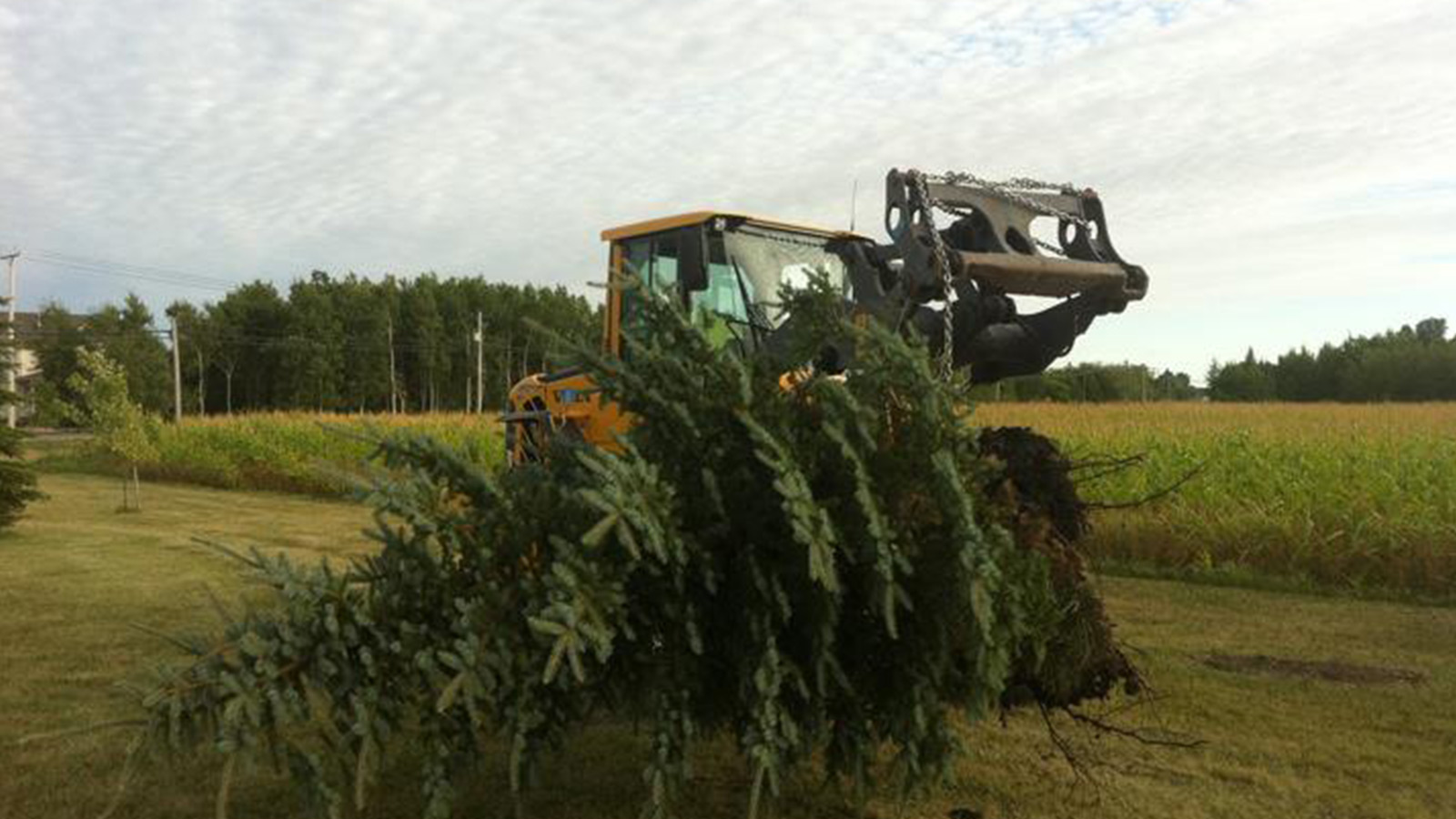ASAP Tree And Stump - Gallery