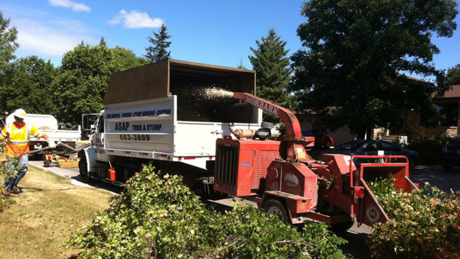 ASAP Tree And Stump - Gallery