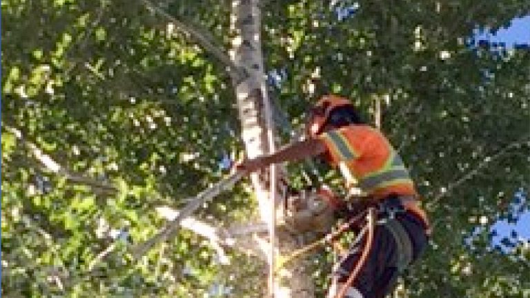 ASAP Tree And Stump - Gallery