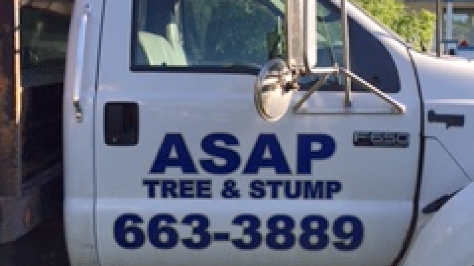 ASAP Tree And Stump - Gallery